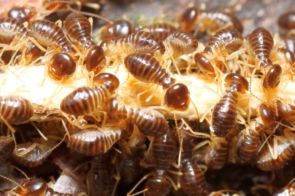 Traitement efficace et pièges contre une invasion de termites