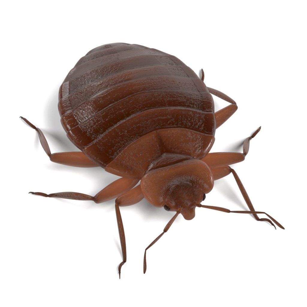 Comment éliminer les punaises de lit (ou cimex lectularius)